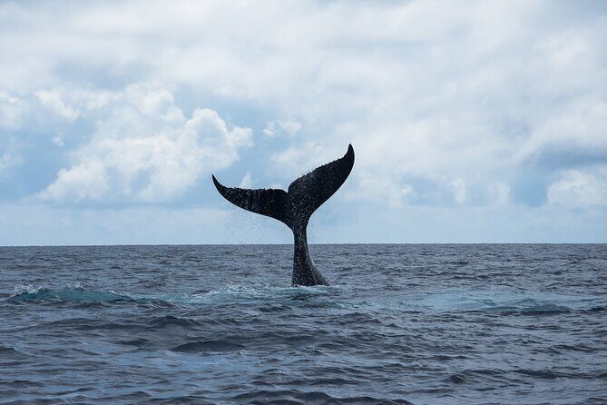 Snorkeling Lagoon Cruise and Whale Watching in Moorea - What Travelers Say