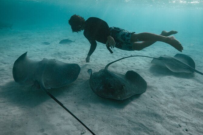 Snorkeling Lagoon Cruise and Whale Watching in Moorea - The Sum Up