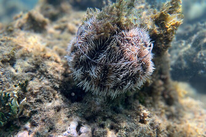 Snorkeling Lesson & Interactive Experience for Kids and Adults - Who Should Consider This Tour?