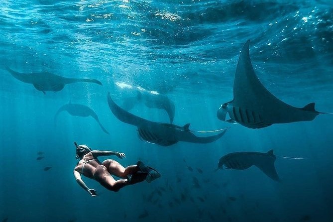 Snorkeling Manta Ray Safari in Nusa Penida - The Sum Up