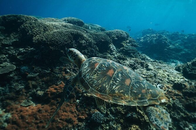 Snorkeling Manta Rays and Land Tour Nusa Penida All-Included - Lunch Break at TA Restaurant