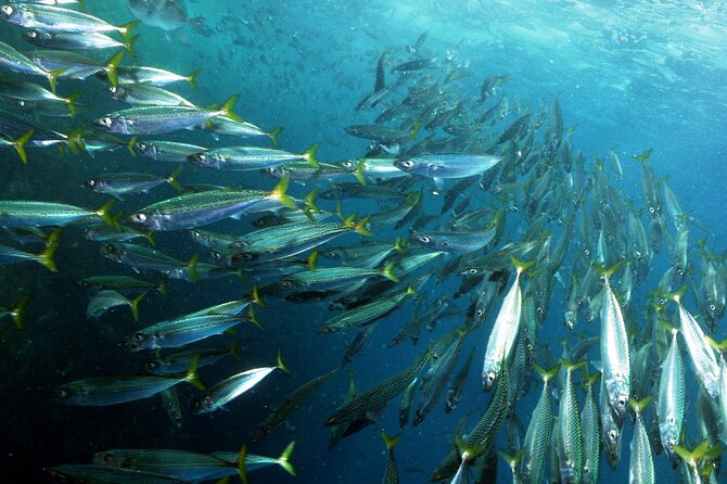 Snorkeling - Marine Park Discovery - The Sum Up: A Worthwhile Marine Adventure