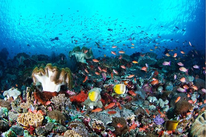 Snorkeling Nusa Penida and Island Tour Package - What You Can Expect from This Tour