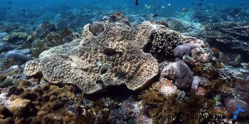 Snorkeling Nusa Penida Expedition 4 Point - The Itinerary: A Day of Marine Adventure