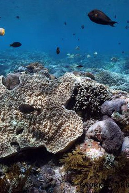 Snorkeling Nusa Penida Expedition 4 Point - Authentic Experiences and Insights