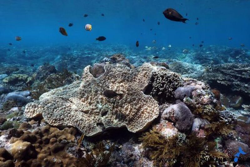 Snorkeling Nusa Penida Expedition 4 Point - FAQs