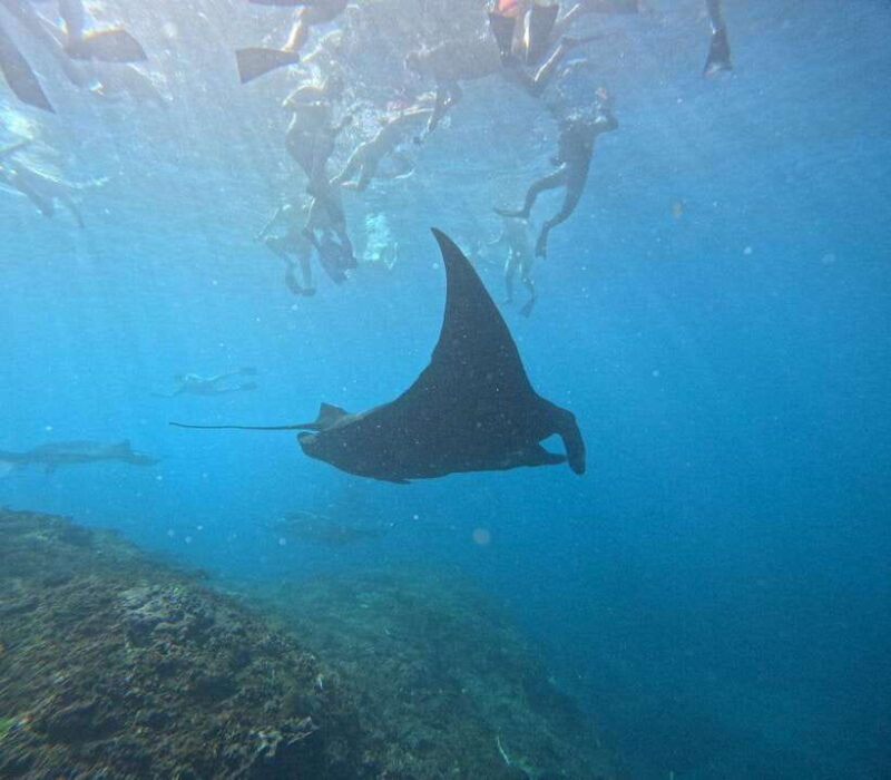 Snorkeling Nusa Penida four Spots - Is the Price Worth It?