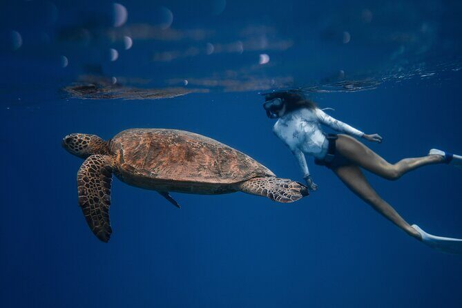 Snorkeling Open Ocean Wildlife Safari in Los Cabos with Photos Included - Key Points