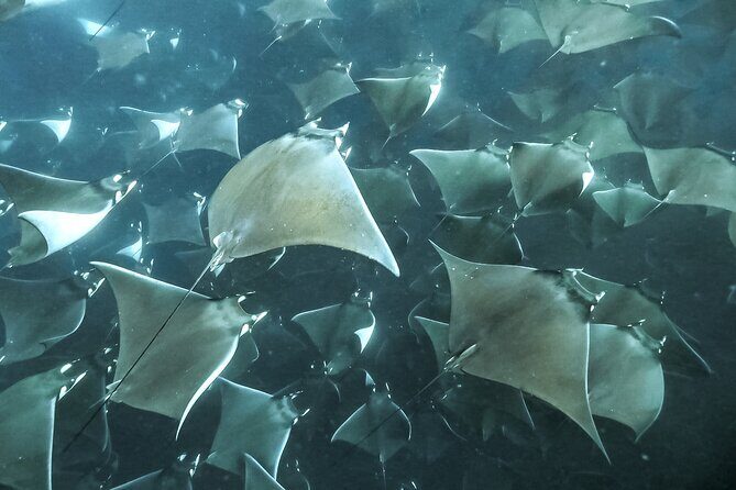 Snorkeling Open Ocean Wildlife Safari in Los Cabos with Photos Included - FAQ