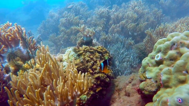 Snorkeling Or Scuba Diving In Cham Islands - Final Thoughts