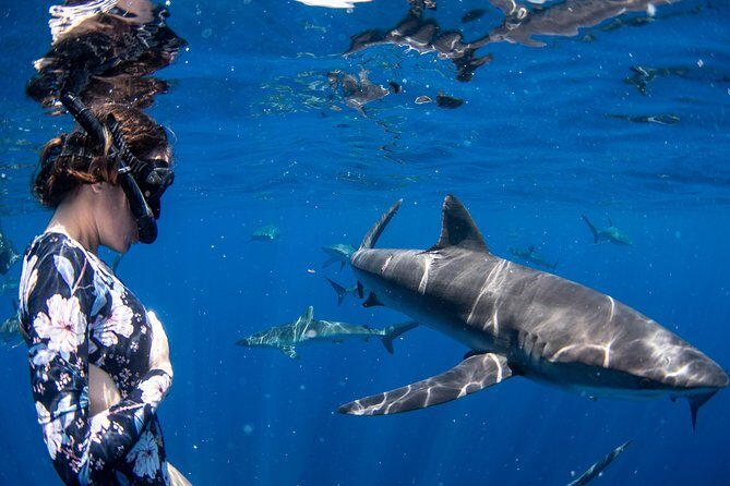 Snorkeling or Swimming with Sharks in Cabo San Lucas - The Itinerary: What to Expect