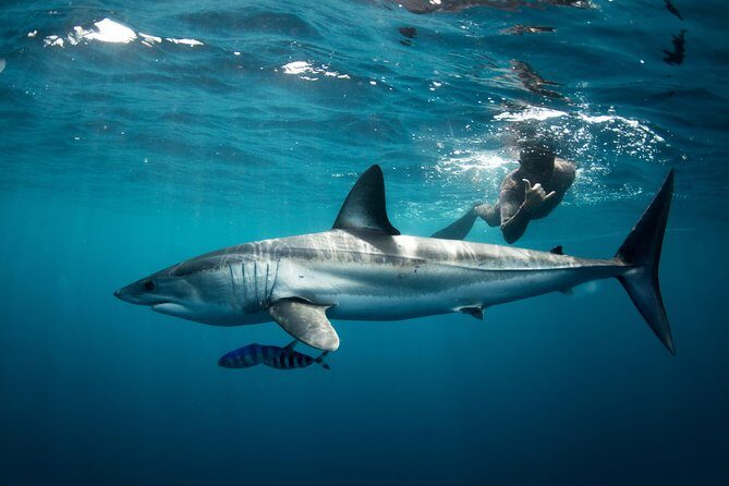 Snorkeling or Swimming with Sharks in Cabo San Lucas - Photography and Memories