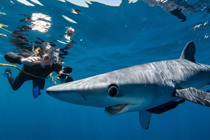 Snorkeling or Swimming with Sharks in Cabo San Lucas - Price and Value: Is It Worth It?