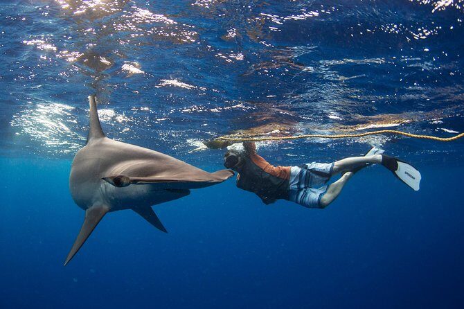 Snorkeling or Swimming with Sharks in Cabo San Lucas - The Sum Up