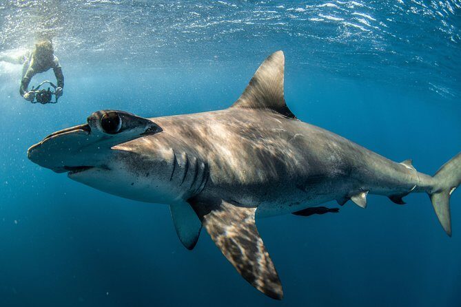 Snorkeling or Swimming with Sharks in Cabo San Lucas - Frequently Asked Questions