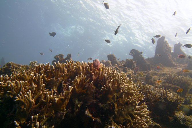 Snorkeling Package at Tulamben Liberty Shipwreck - What’s Included and What to Bring