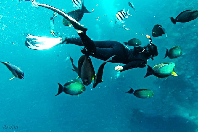 Snorkeling Package at Tulamben Liberty Shipwreck - Authentic Experiences and Honest Insights