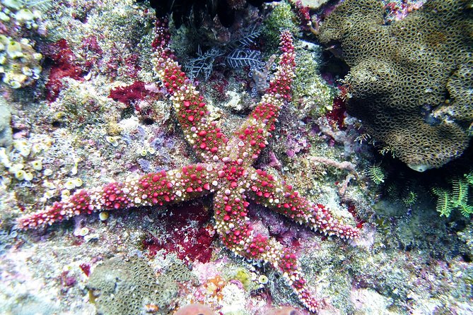 Snorkeling Package at Tulamben Liberty Shipwreck - Frequently Asked Questions