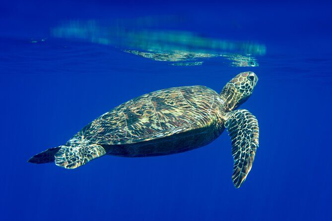 Snorkeling picnic in 5 hours with lunch in Tahiti - Introduction
