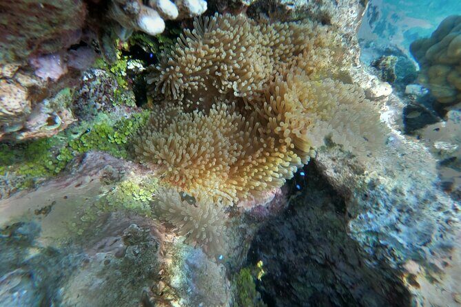 Snorkeling picnic in 5 hours with lunch in Tahiti - What’s Included and What’s Not