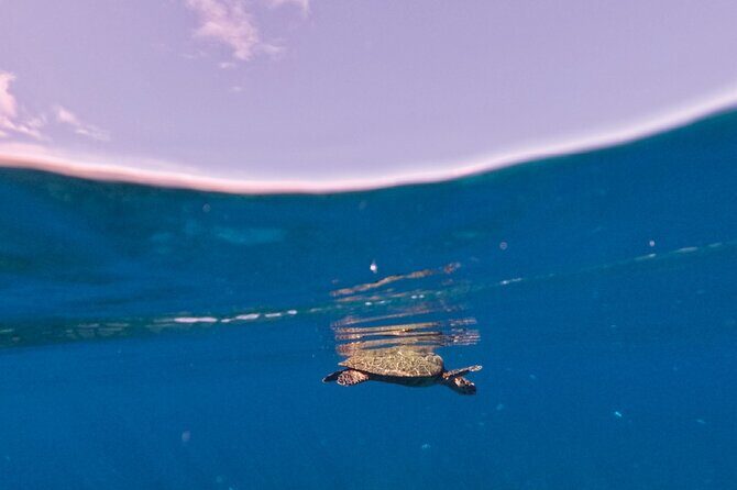 Snorkeling picnic in 5 hours with lunch in Tahiti - Transportation & Group Size
