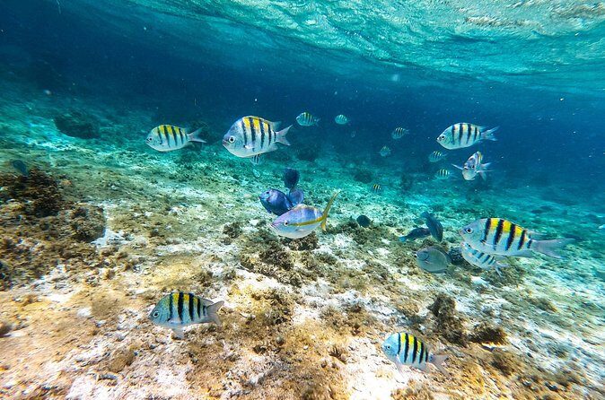 Snorkeling Private Tour in San Juan - FAQ