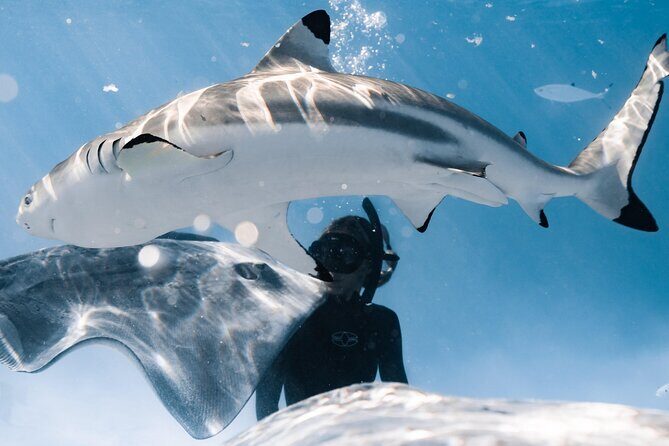 Snorkeling Safari Moorea (Half Day Tour) - An Introduction to Moorea’s Snorkeling Safari