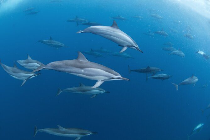 Snorkeling Safari Moorea (Half Day Tour) - Authentic Feedback from Travelers