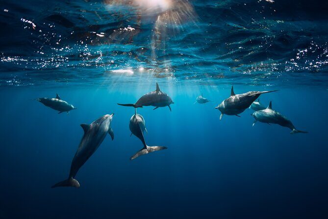 Snorkeling Safari Moorea (Half Day Tour) - Final Thoughts: Who Should Consider This Tour?