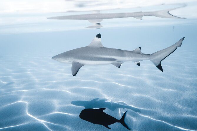 Snorkeling Safari Moorea (Half Day Tour) - FAQs