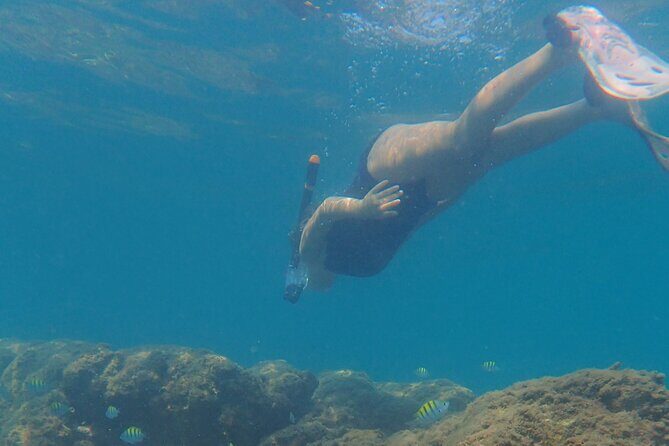 Snorkeling San Carlos with a Marine Biologist - An Introduction to the Experience