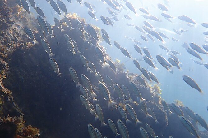 Snorkeling San Carlos with a Marine Biologist - Authentic Experiences and What Travelers Say