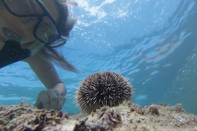 Snorkeling San Carlos with a Marine Biologist - The Value of This Tour