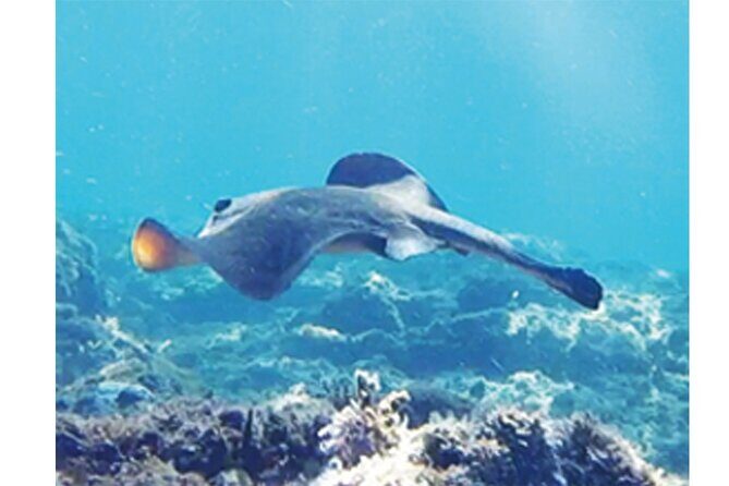 Snorkeling San Carlos with a Marine Biologist - Who Should Consider This Tour?