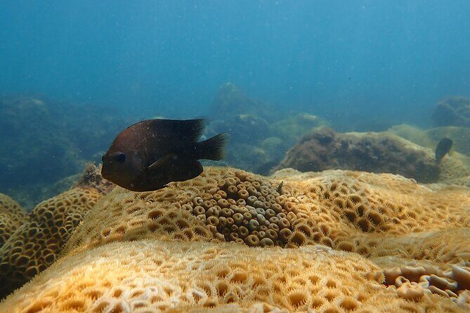 Snorkeling San Carlos with a Marine Biologist - FAQs
