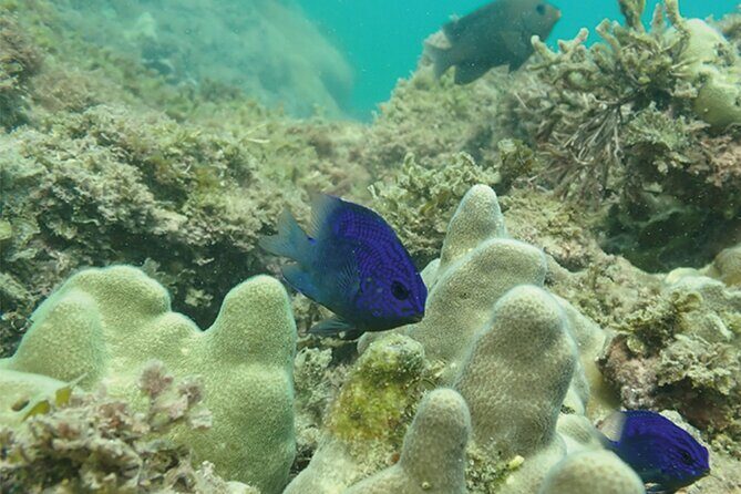 Snorkeling San Carlos with a Marine Biologist - Final Thoughts