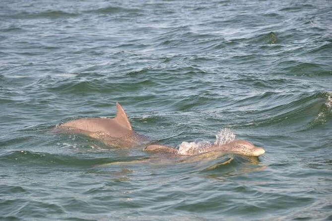Snorkeling, Shelling & Eco Excursion - FAQs