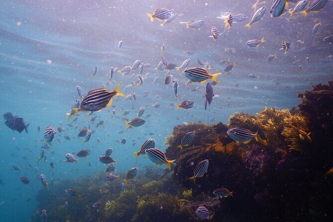 Snorkeling To Discover Sydney's Underwater Wonders - An In-Depth Look at the Sydney Snorkeling Experience