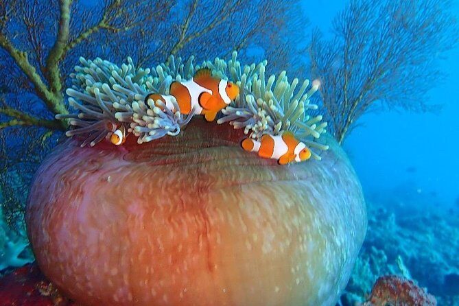 Snorkeling to Menjangan Island - An Overview of the Snorkeling Tour to Menjangan Island