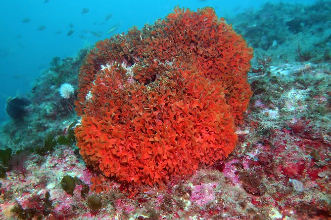 Snorkeling Tour Around the Isola Bella Nature Reserve - Inclusions and Meeting Information