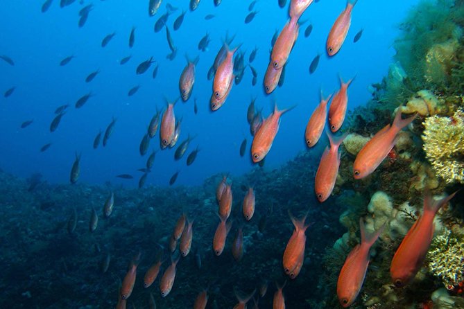 Snorkeling Tour Around the Isola Bella Nature Reserve - Tour Schedule