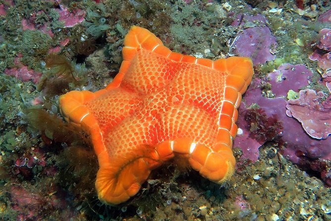 Snorkeling Tour Around the Isola Bella Nature Reserve - Accessibility and Participation Guidelines