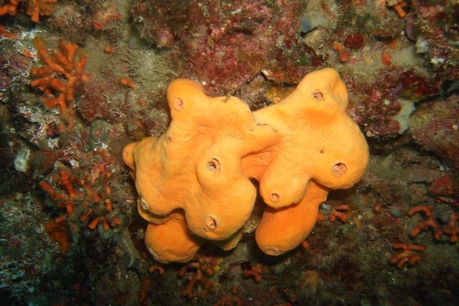 Snorkeling Tour Coast to Coast Taormina & Isola Bella - Pricing and Booking