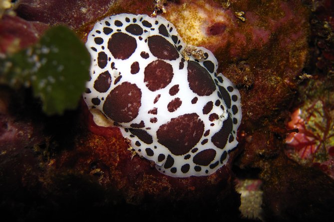 Snorkeling Tour Coast to Coast Taormina & Isola Bella - Safety and Accessibility