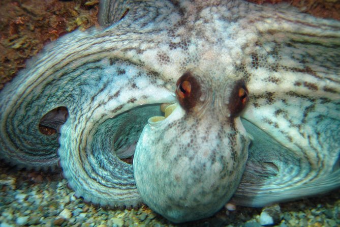 Snorkeling Tour Coast to Coast Taormina & Isola Bella - Booking Confirmation and Payment Options