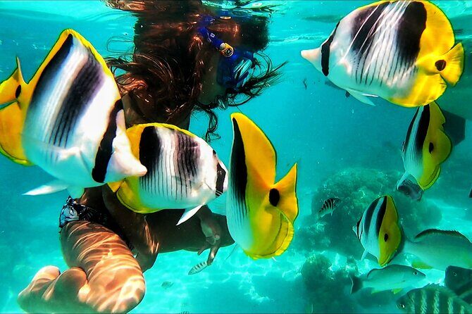Snorkeling Tour in Moorea Aquatic Adventure Half Day - Practical Tips for Participants