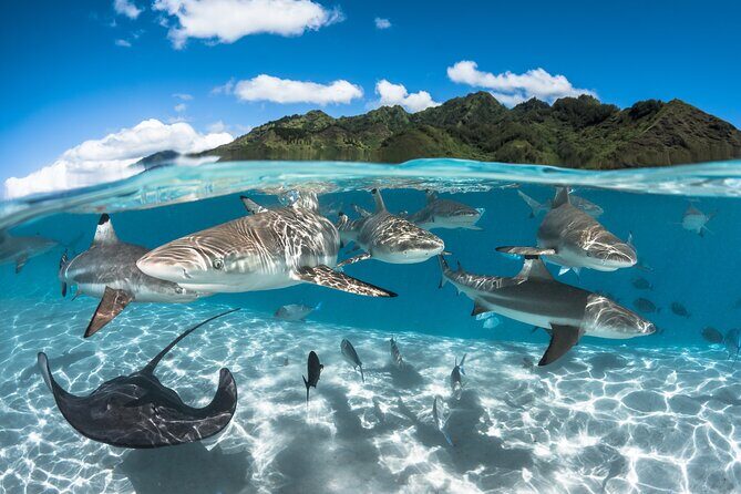 Snorkeling Tour in Moorea Aquatic Adventure Half Day - The Sum Up: A Great Choice for Authentic, Relaxed Snorkeling