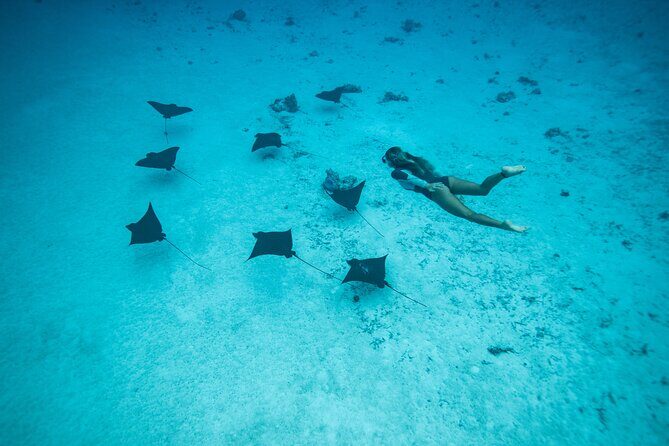 Snorkeling Tour in Moorea Aquatic Adventure Half Day - FAQ Section