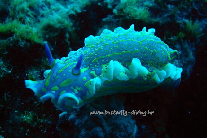 Snorkeling Tour Makarska Riviera, Islands of Hvar or Brač - Inclusions and Amenities