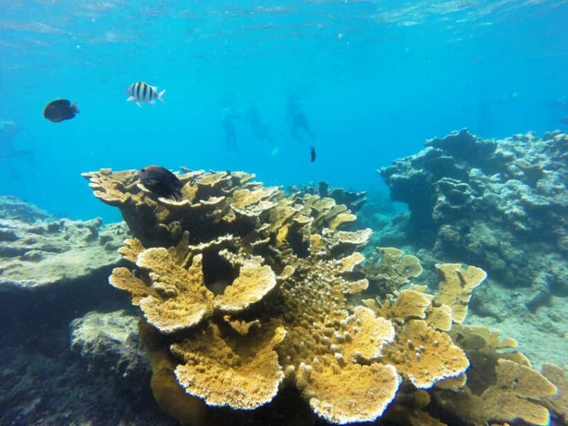 Snorkeling Tour & Sosua Beach Day - Practical Details: Transportation, Group Size, and Cost